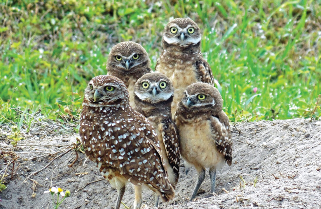 Burrowing Owl Festival — Wildlife & Environmental Expo set for Saturday ...